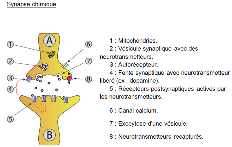 Dans le cerveau ...
